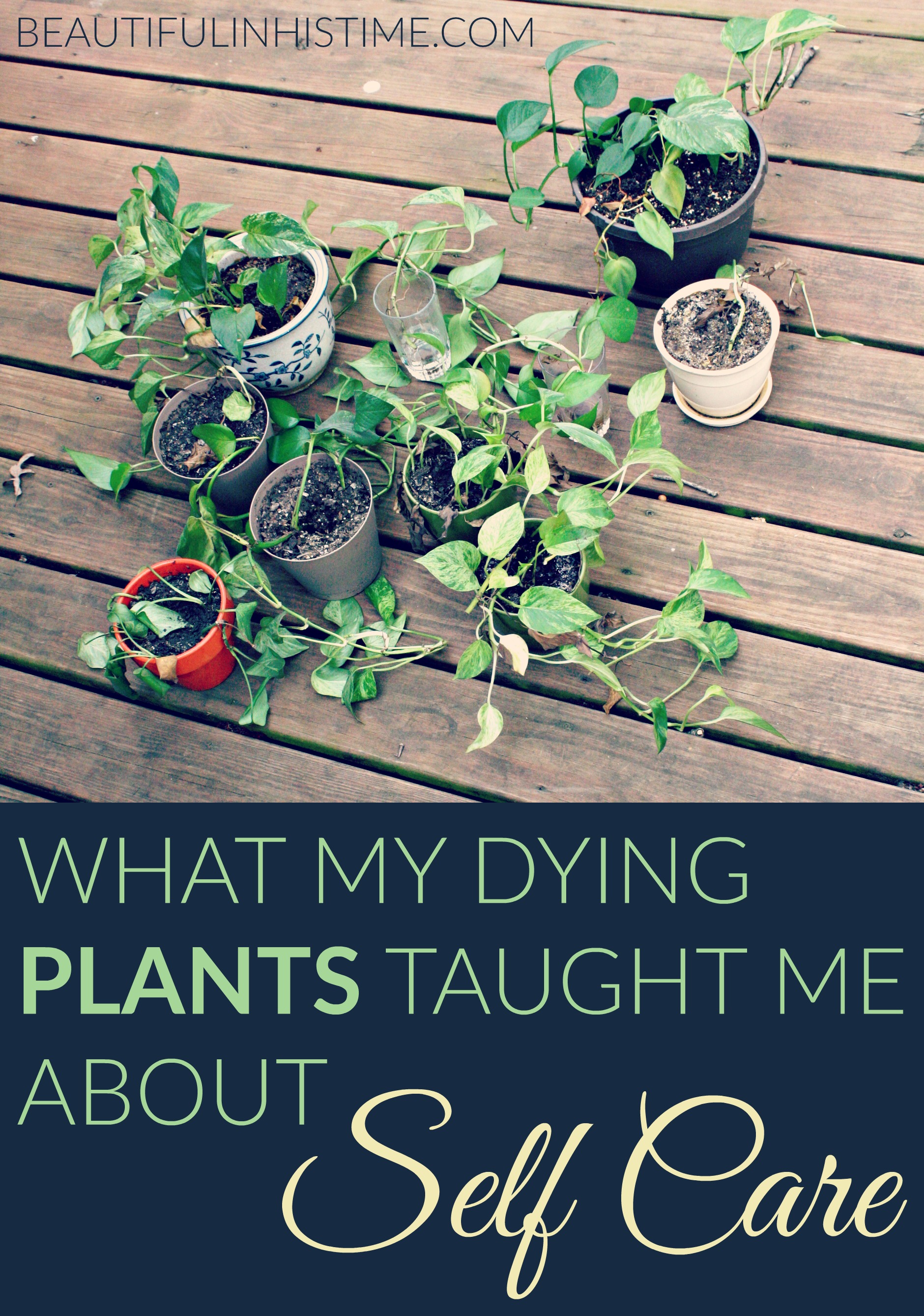 What my dying plants taught me about self care - Beautiful in His Time